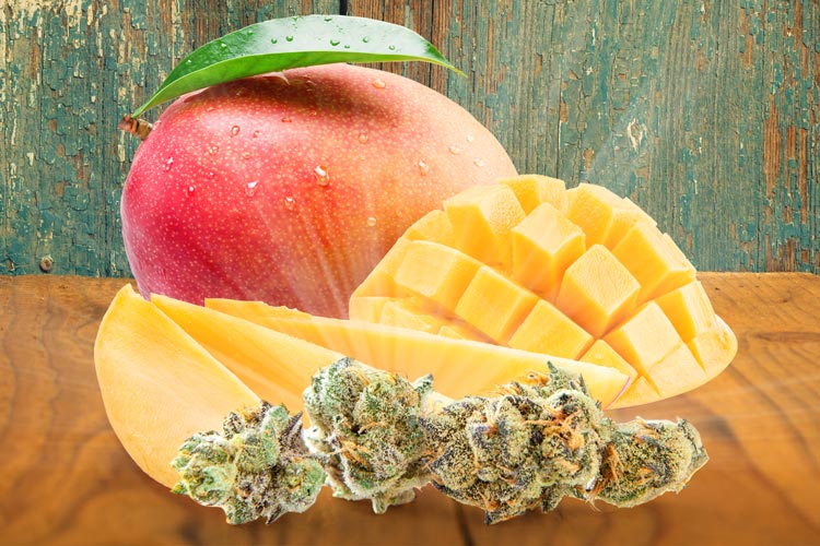 Volete Aumentare gli Effetti della Ganja? Mangiate un Mango ...